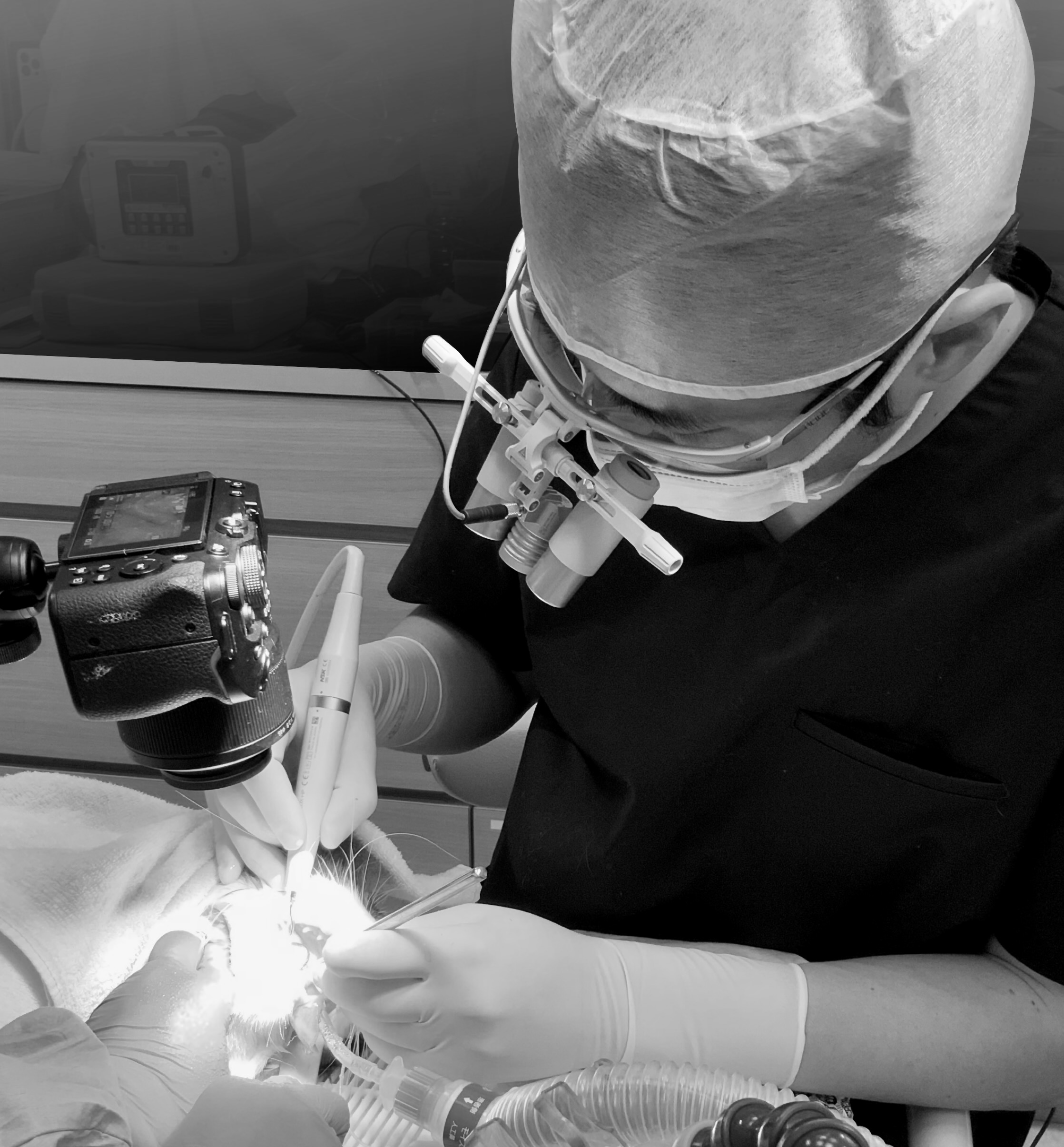 猫の歯肉口内炎 (Feline Chronic Gingivitis Stomatitis)について - 福岡犬猫歯科＆口腔外科