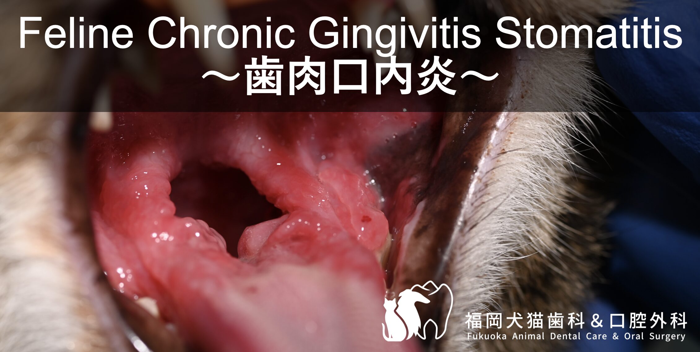 猫の歯肉口内炎 (Feline Chronic Gingivitis Stomatitis)について | 福岡犬猫歯科＆口腔外科